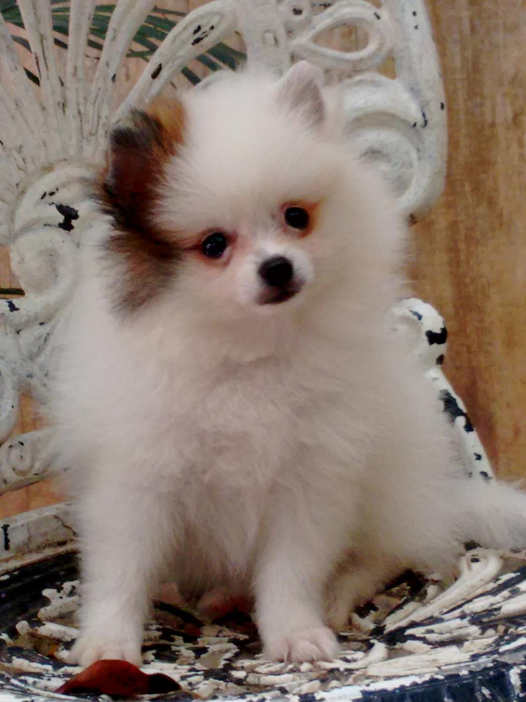 Lindo Filhotes de Spitz Alemão – Canil Seavilles