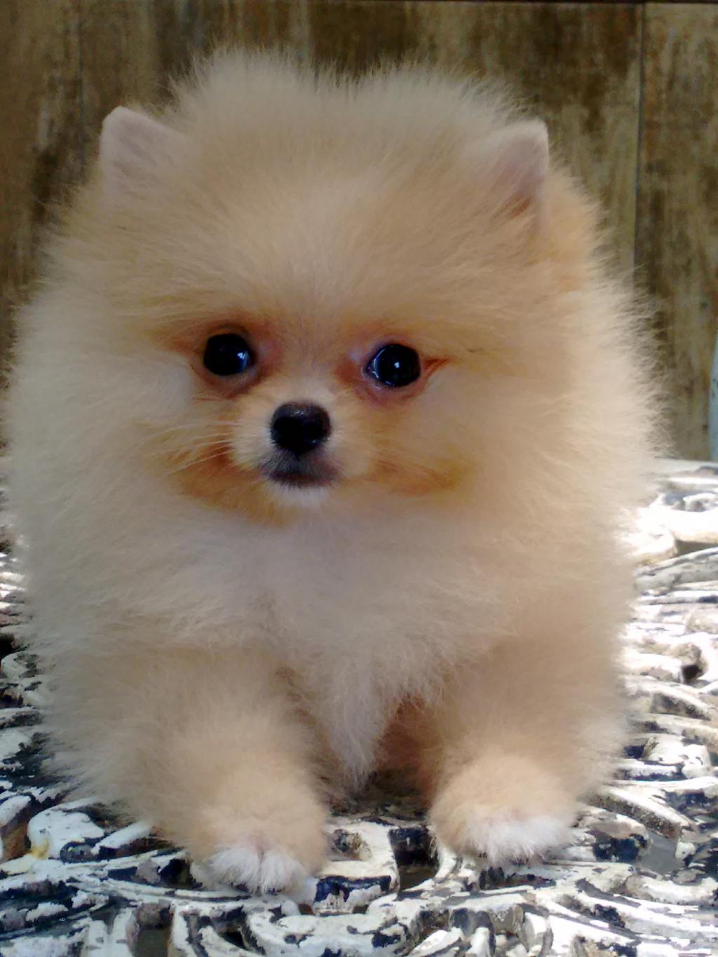 Lindo Filhotes de Spitz Alemão – Canil Seavilles