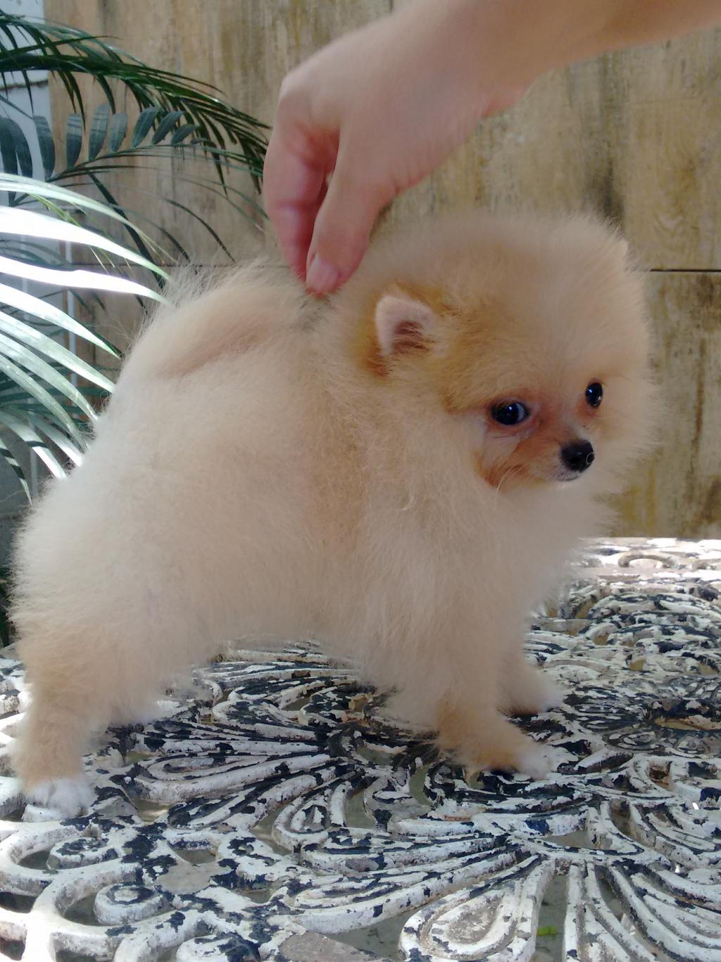 Canil Seavilles – Especializado em Maltês e Spitz Alemão